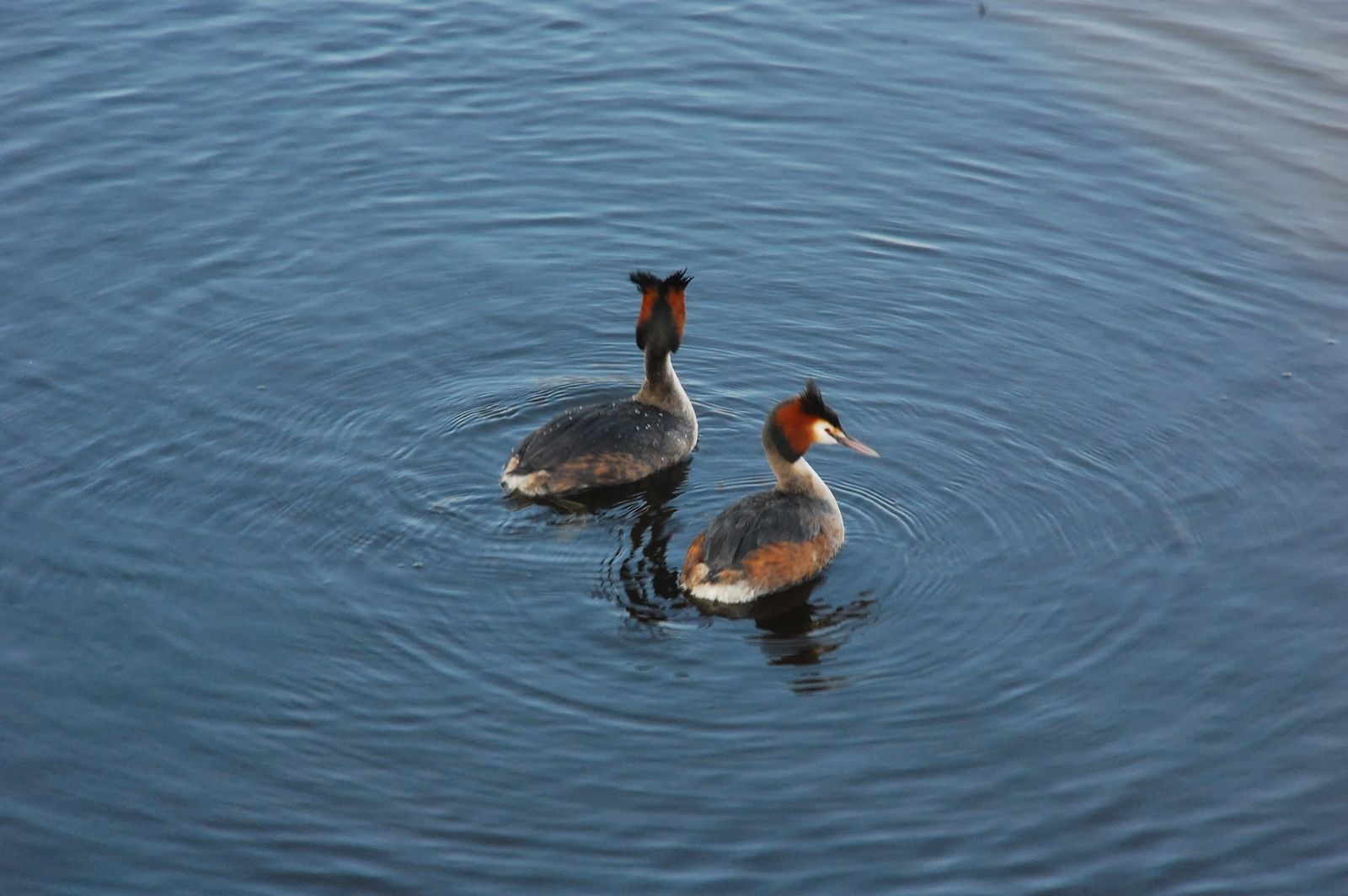 Polska przyroda - geomind
