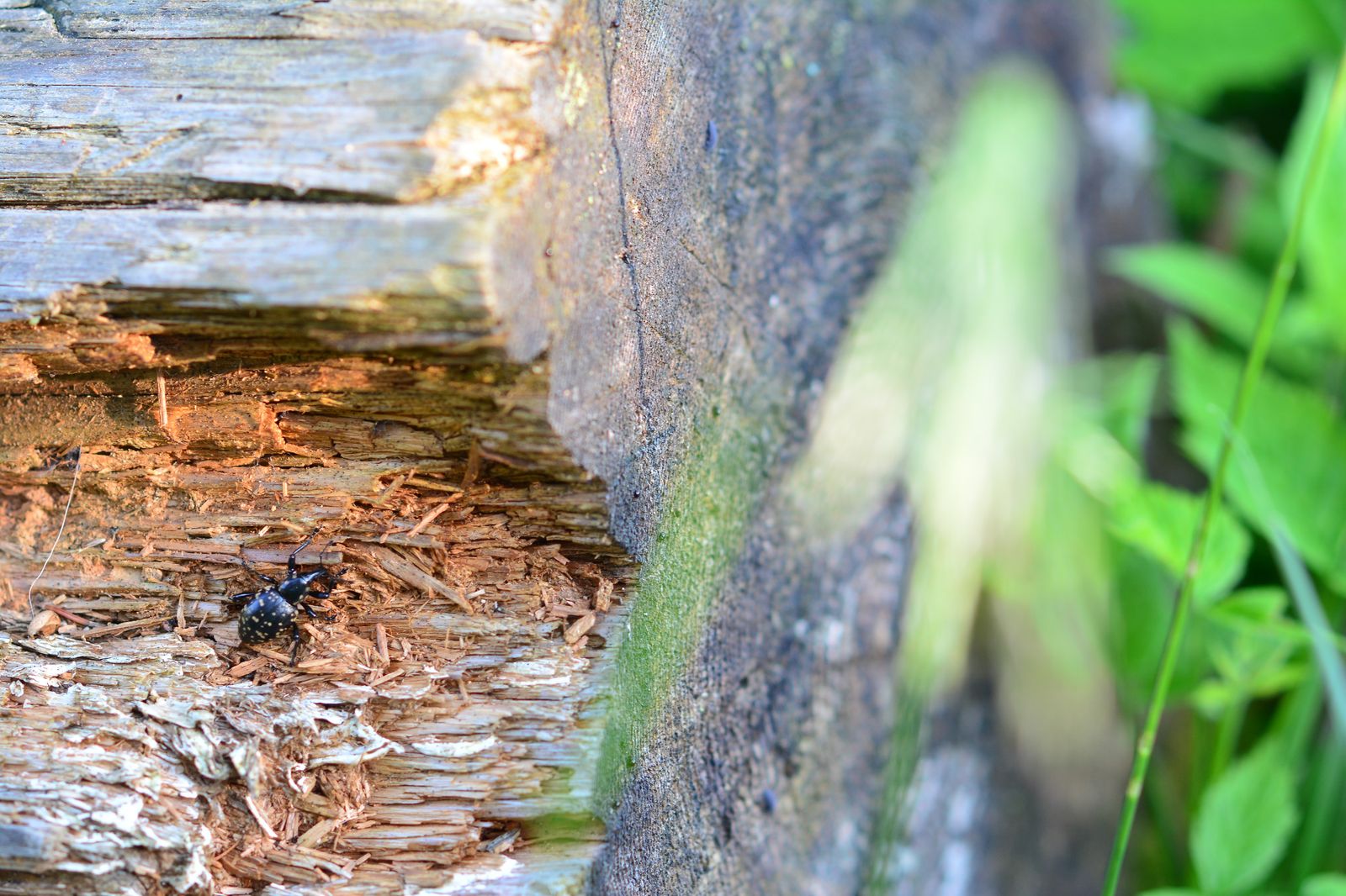 Polska przyroda - geomind